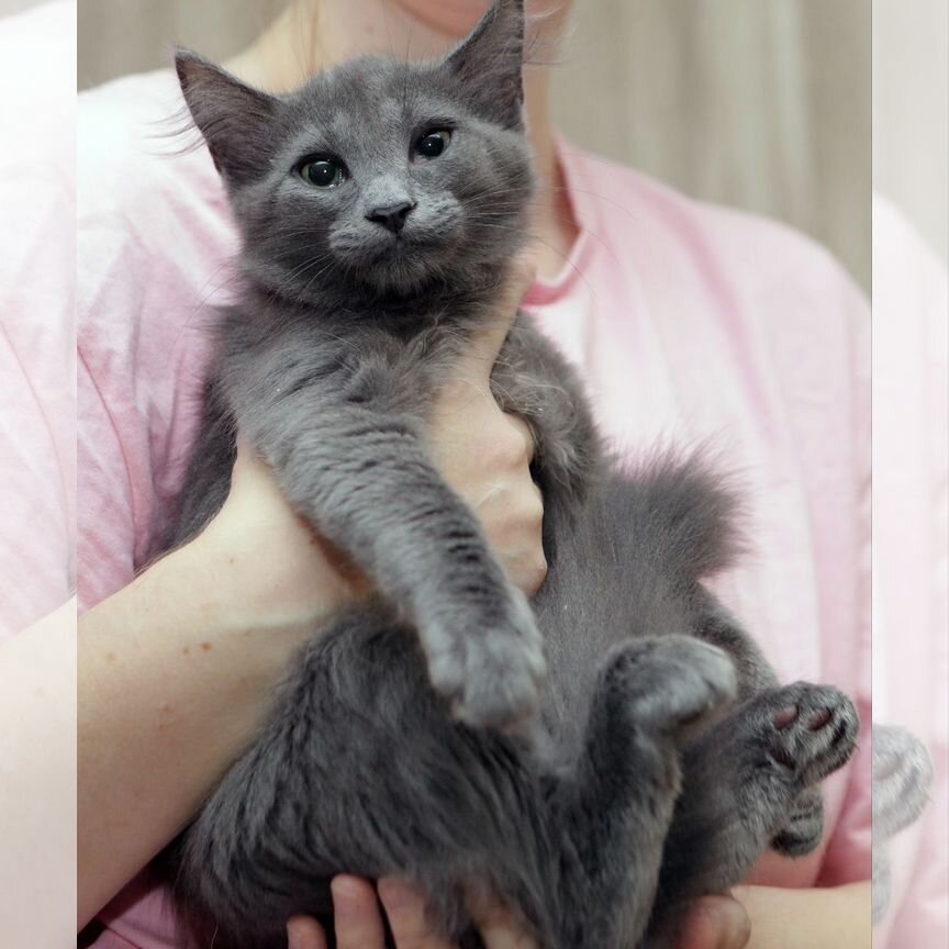 Котёнок в добрые руки