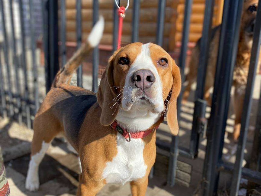 Вязка кобель бигль