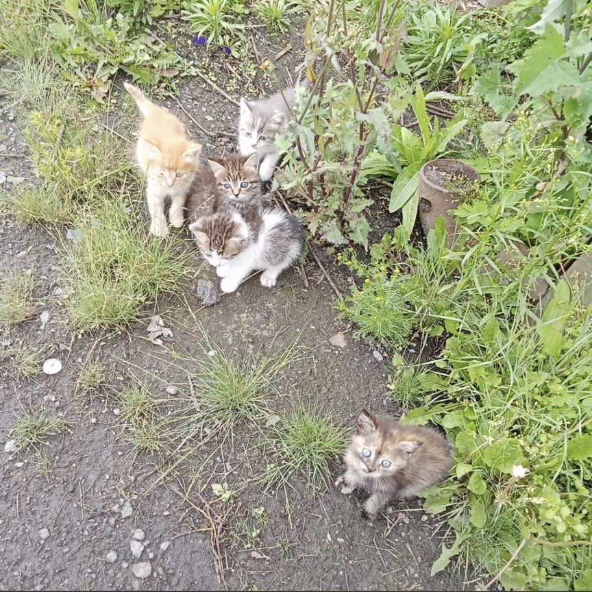 Котята в добрые руки