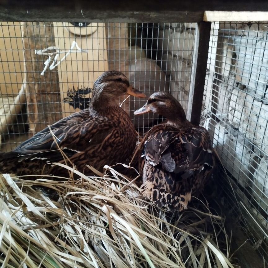 Утки подсадные для охоты