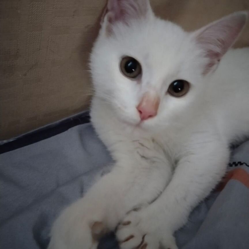 Котенок в добрые руки