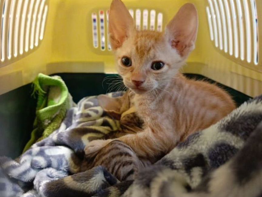 Лысые кошки сфинкс