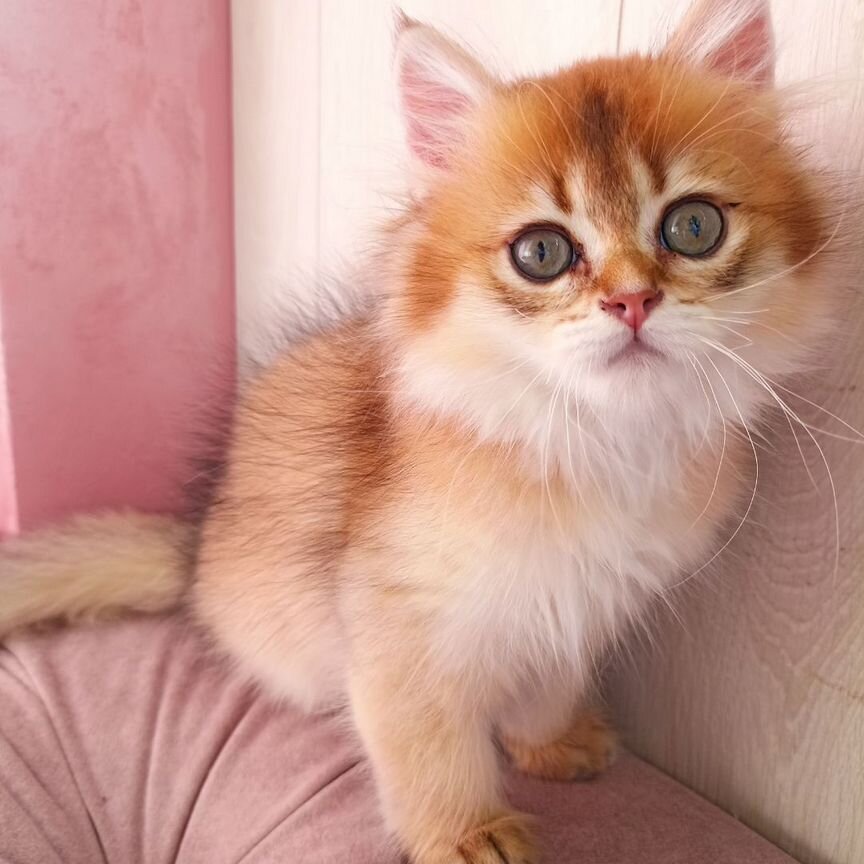 Прекрасный котик