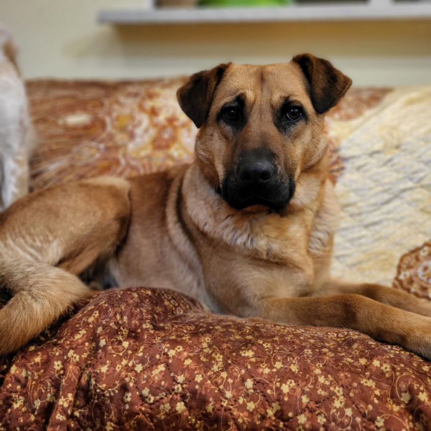 Альма метис в добрые руки