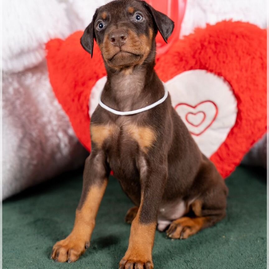Доберман, щенок