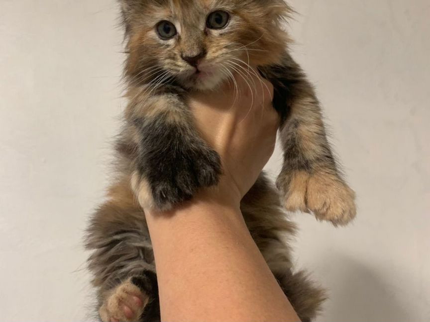 Мейн-кун полидакт