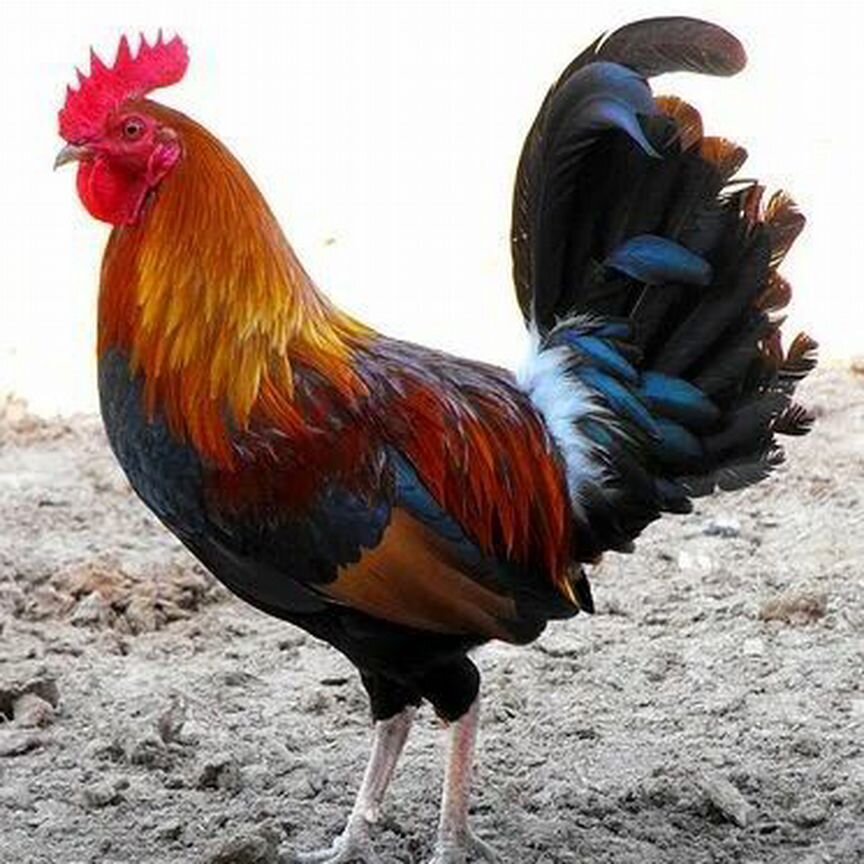 Молодые петухи