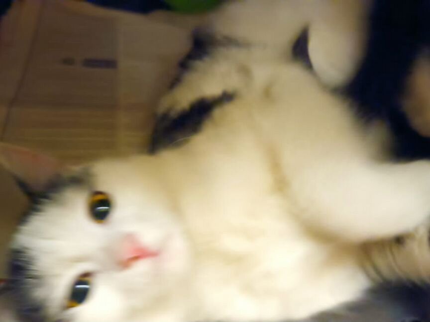 Доверчивая молодая кошечка, Москва, СВАО