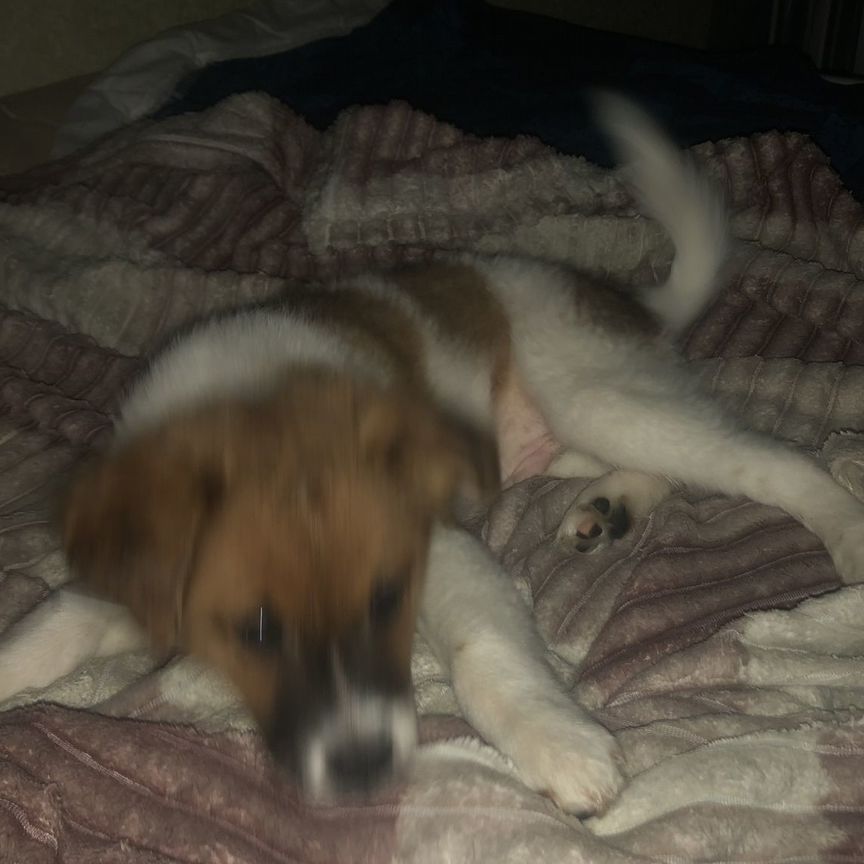 Джек-рассел-терьер, щенок