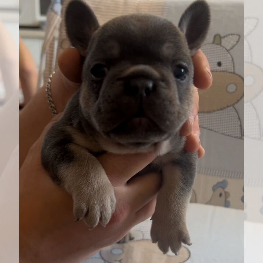 Шикарные щенки французского будьдога