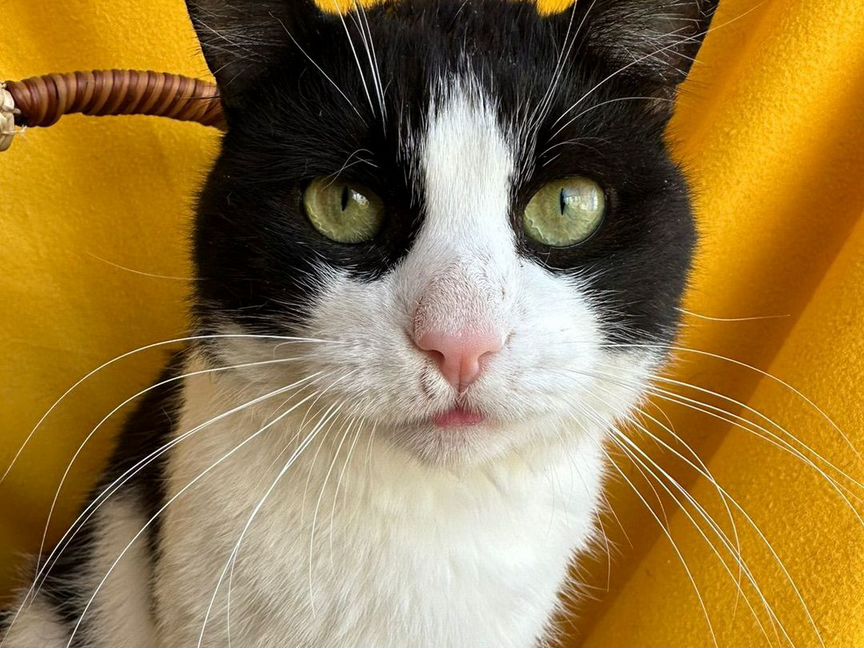 Кот из приюта