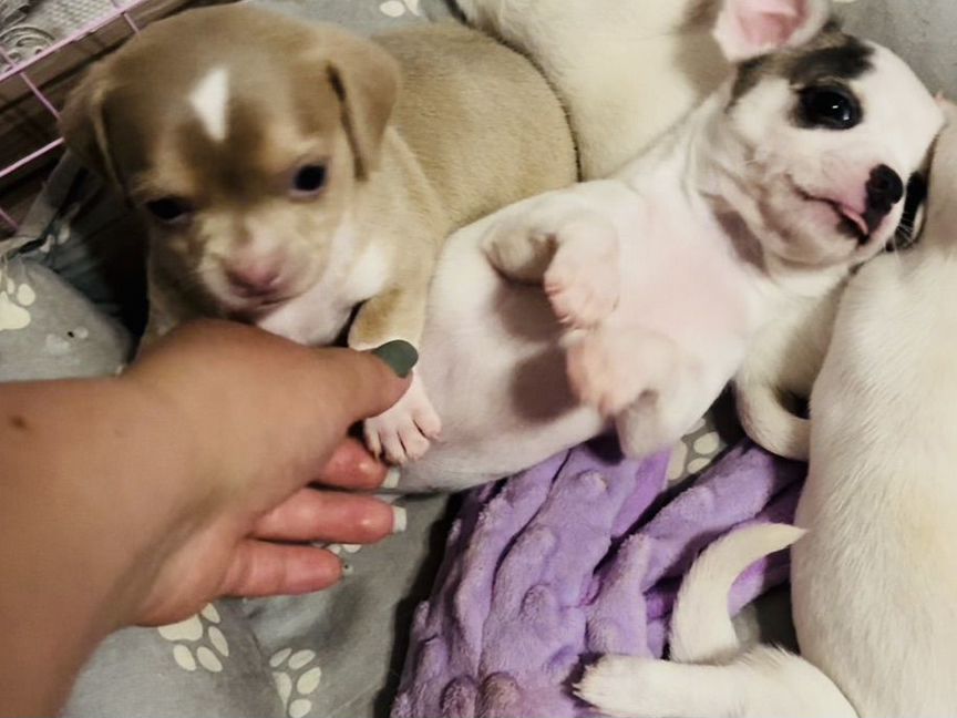 Щенки чихуахуа