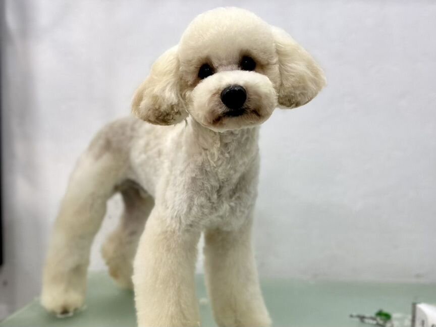 Пудель щенок 10 мес