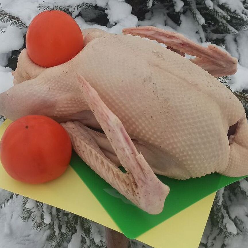 Гусь домашний