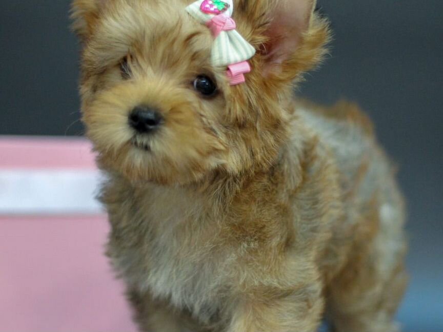 Цветной йоркширский терьер