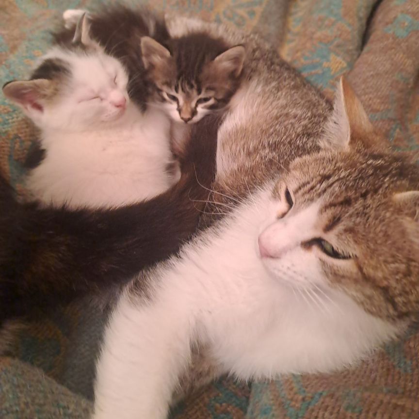 Котята
