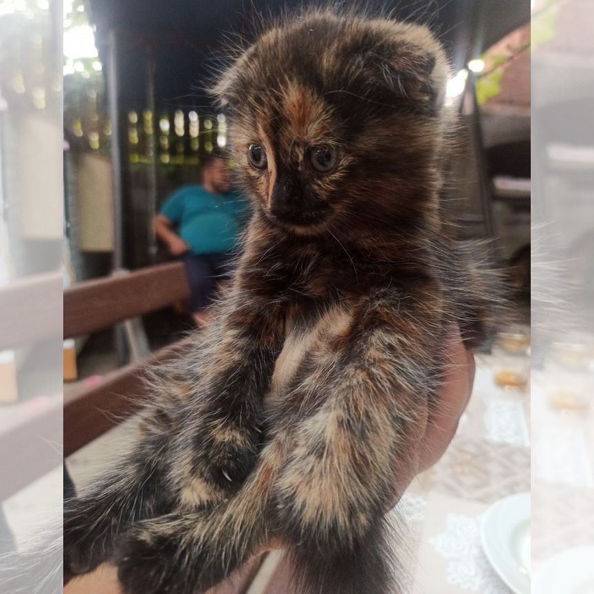 Вислоухий котёнок бесплатно