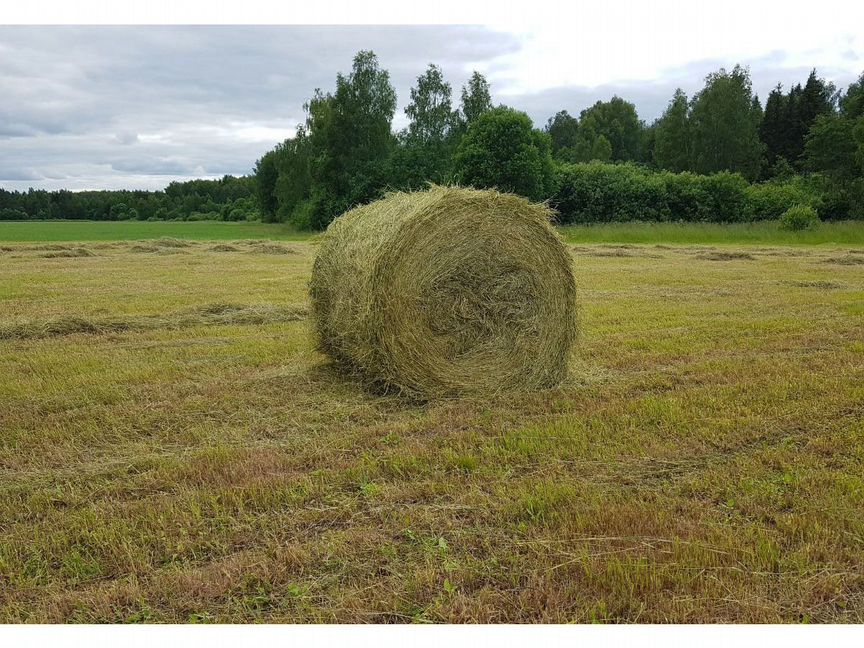 Сено полевое в рулонах по 200 кг