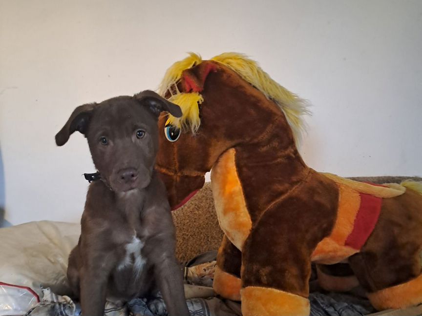 Щенок в поиске дома