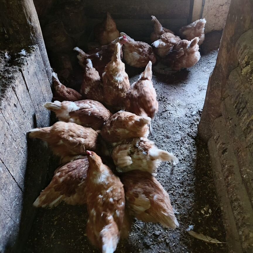 Куры несушки