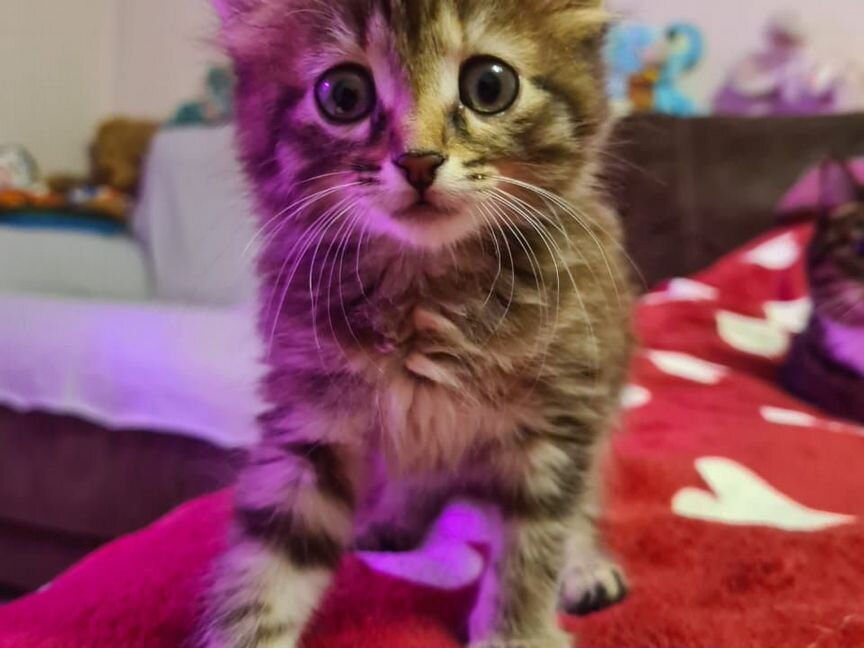 Ищет дом очаровательный котенок девочка