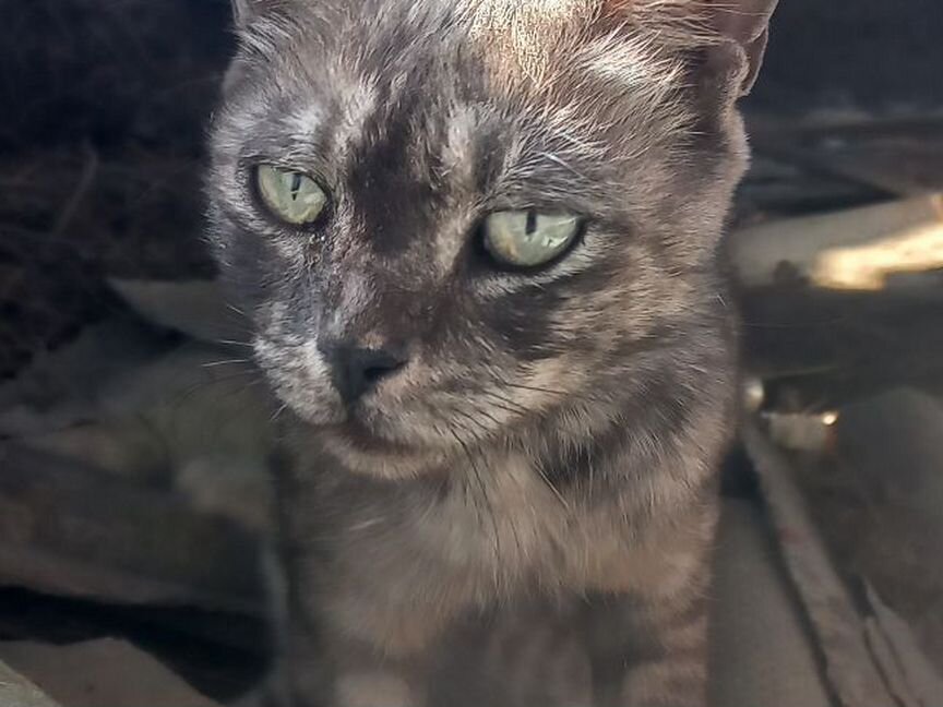 Добрая кошка