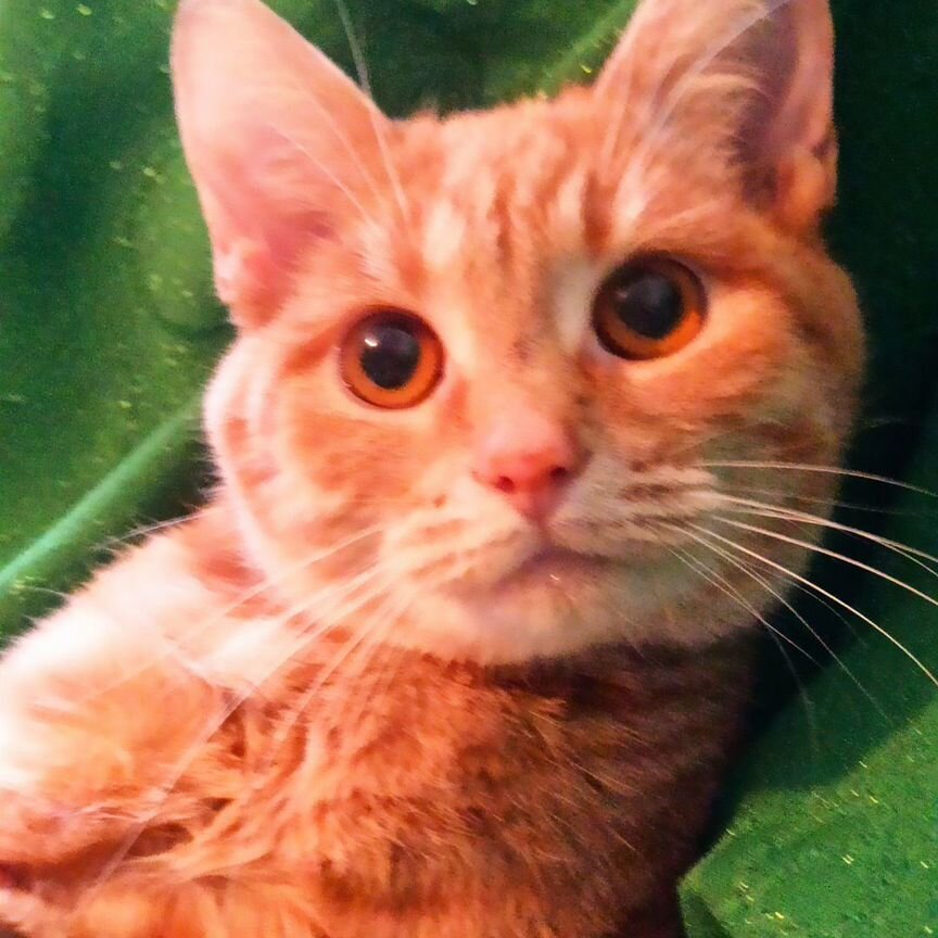 Кошка молодая