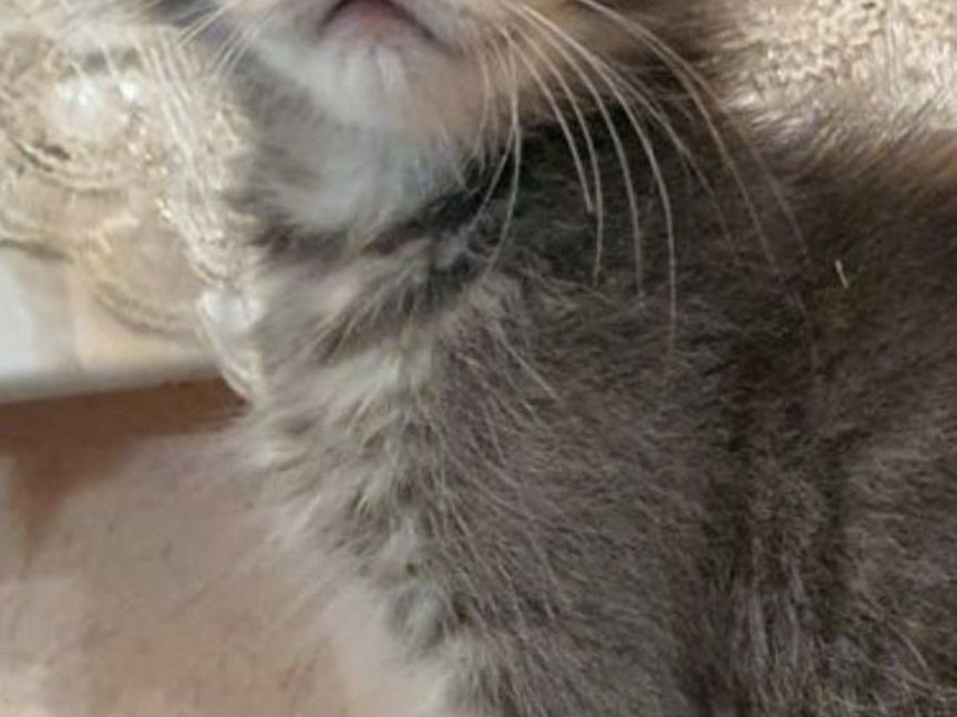 Котик Тимоша