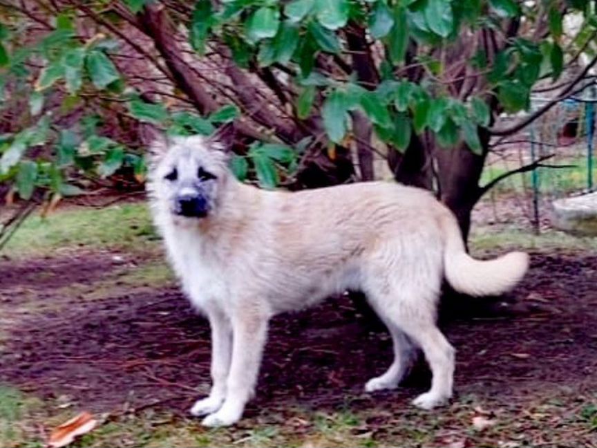 Щенок-подросток в любящие руки