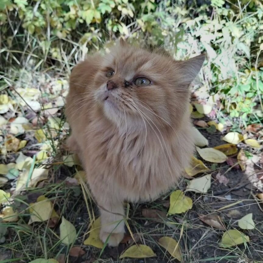 Отдам в добрые руки