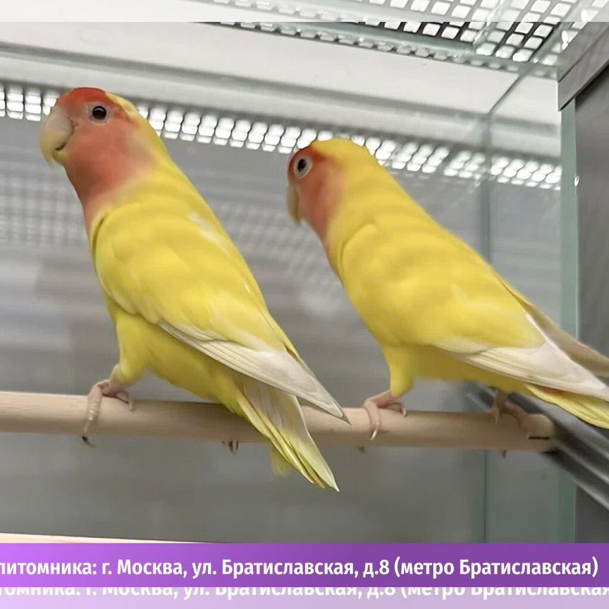 Попугай Неразлучник