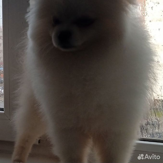 Шпиц-облачко