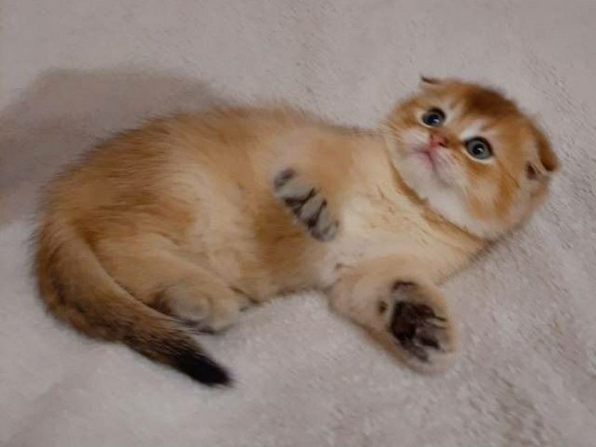Шотландские золотые шиншиллы котята