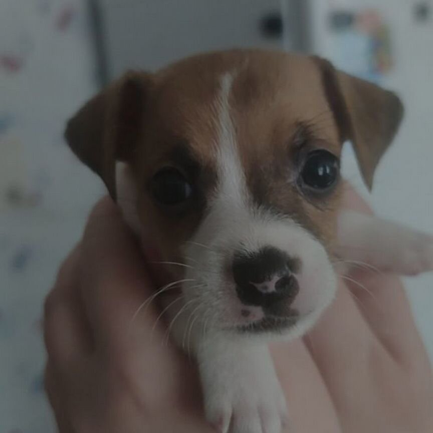 Джек Рассел терьер(щенки)