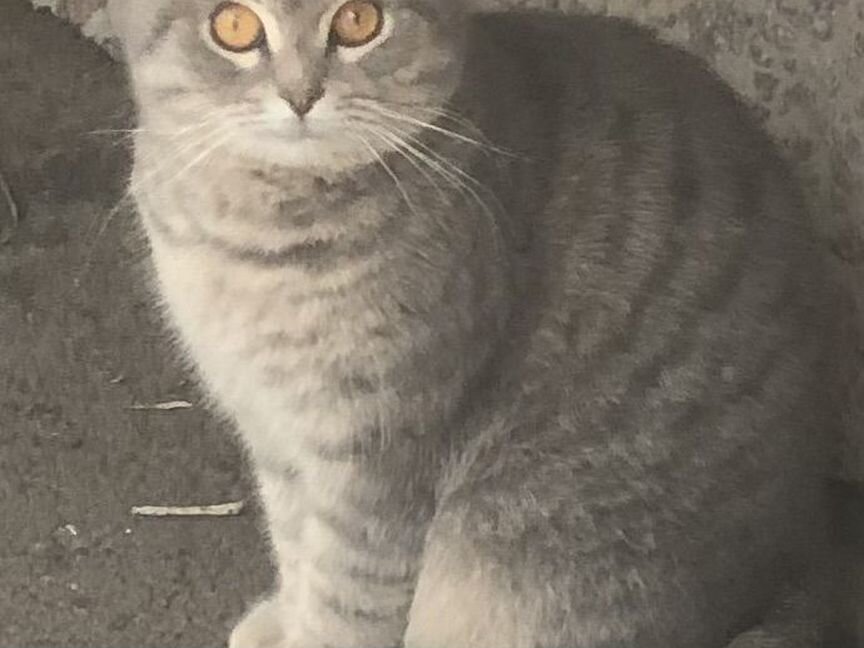 Отдам кота в добрые руки