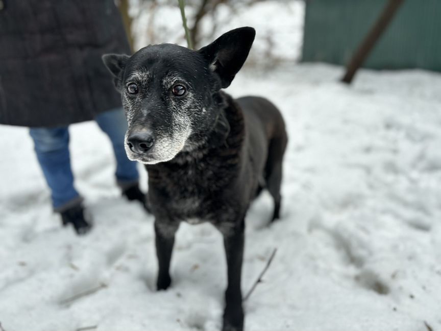 Собака в добрые руки отдам бесплатно