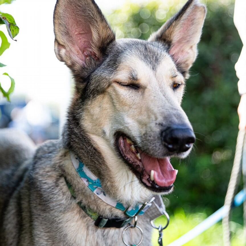 Супер песика в дар