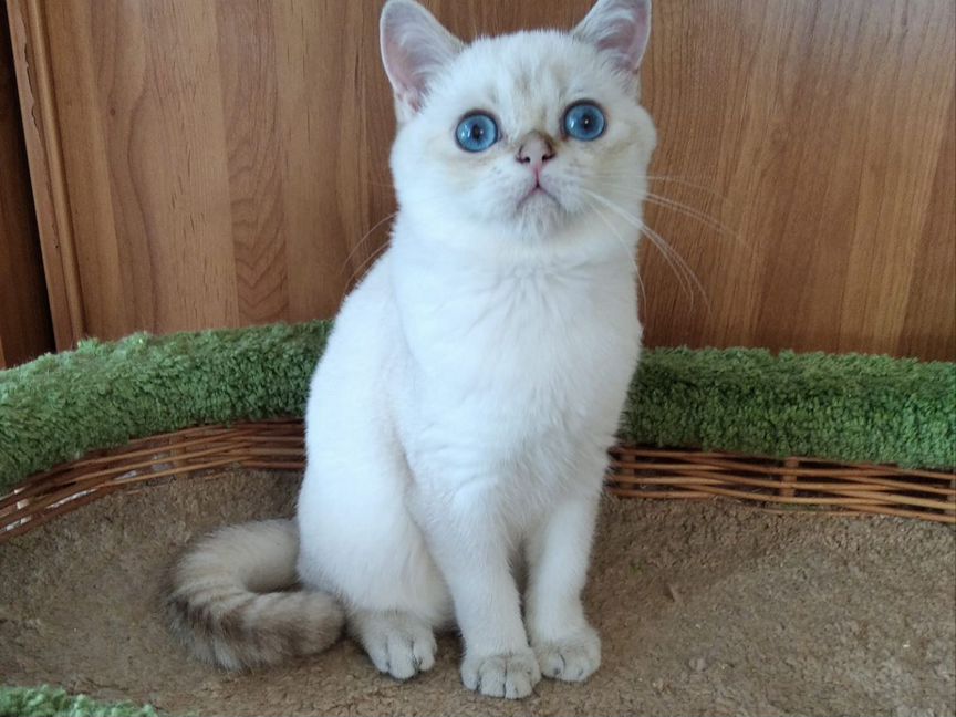 Кошки шотландцы