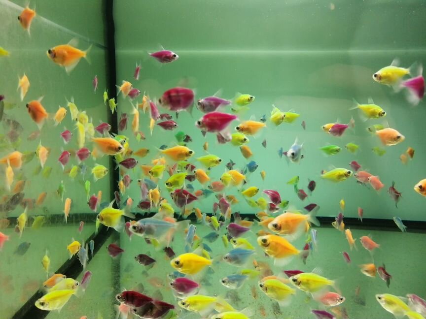 Аквариумная рыба оптом и в розницу