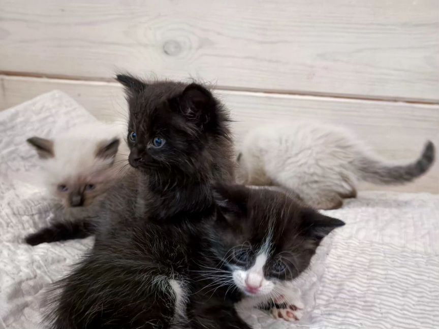 Котята бесплатно
