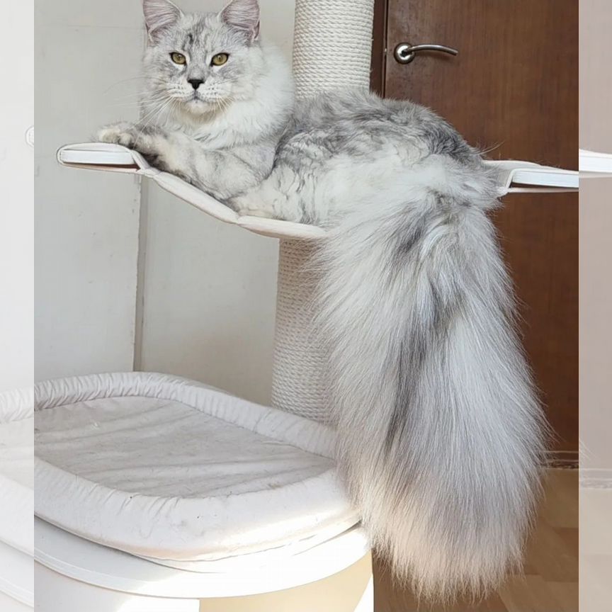 Мейн-кун котёнок