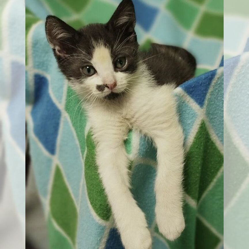 Котёнок в добрые руки