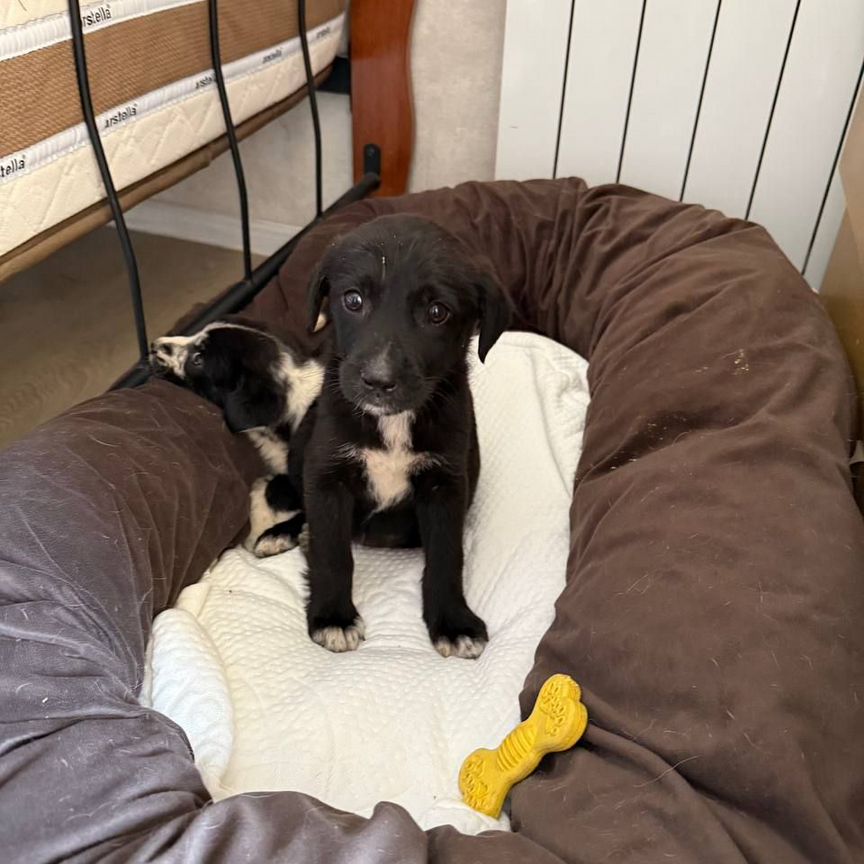 Щенок - девочка в добрые руки