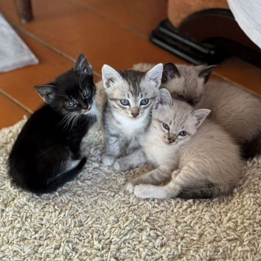 Котята в добрые руки бесплатно