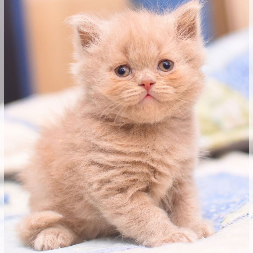 Британский длинношёрстный котёнок