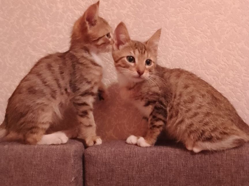 Котята от бенгальской кошки