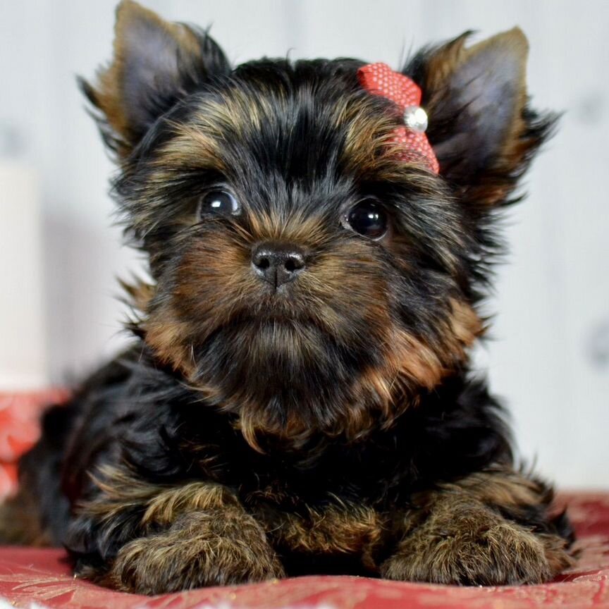 Йоркширский терьер, щенок