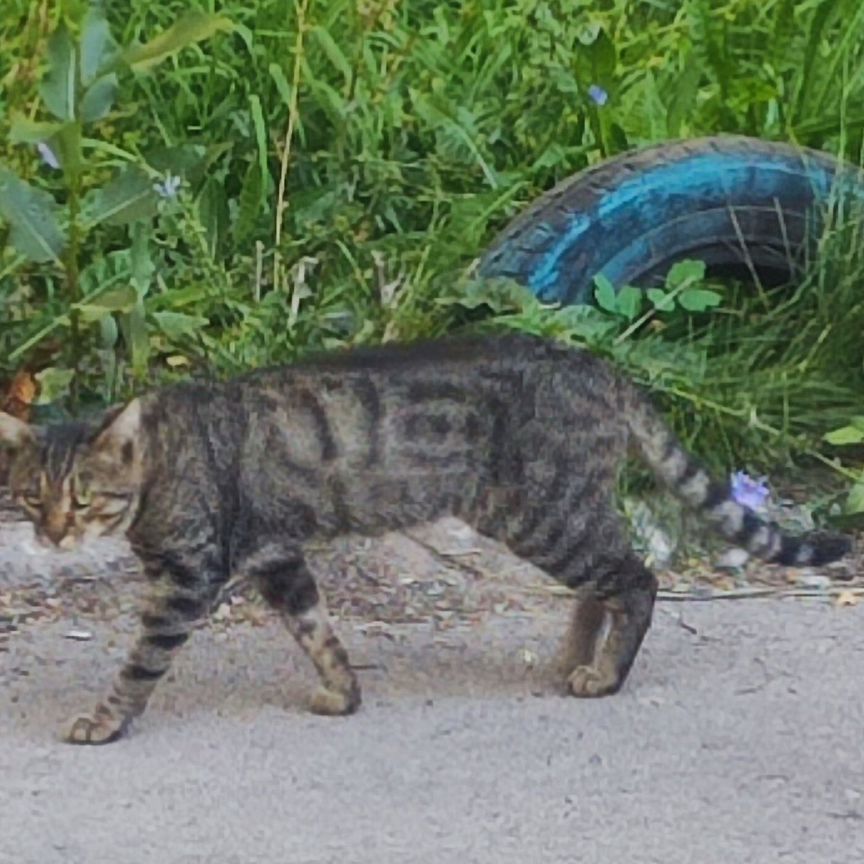 Ищем хозяев для котика