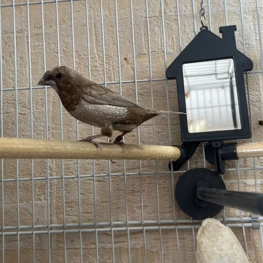 Японская амадина в добрые руки