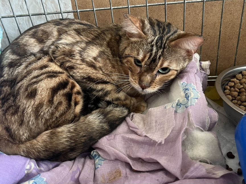 Отдам кошку